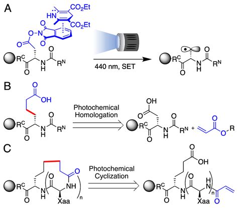 Solid Phase Photochemical Peptide Homologationcyclization Pmc