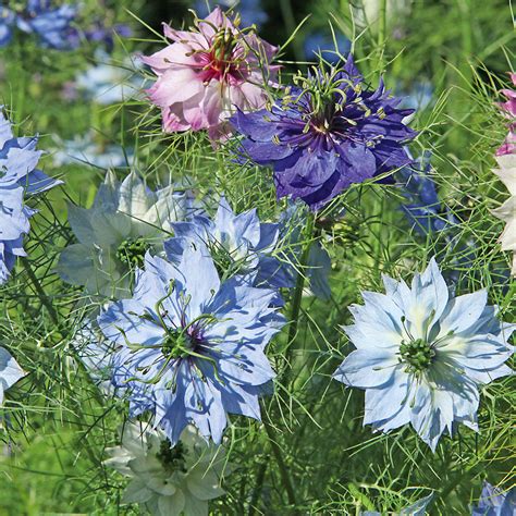 Buy Nigella Love In A Mist By Kings Seeds Nz Online Kings Seeds Nz