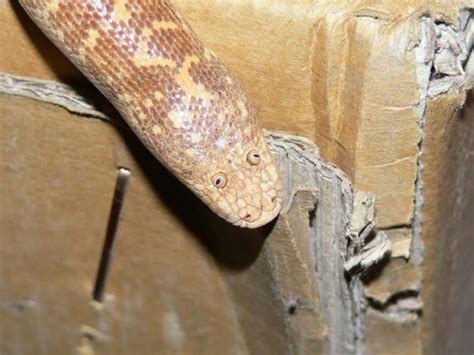 Derp do mundo animal conheça a cobra que se parece um meme Virgula
