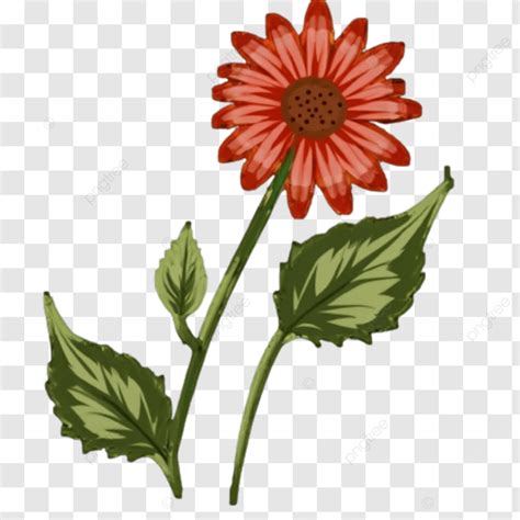 흰색 배경에 고립 된 Gaillardia 흰색 배경에 고립 된 Gaillardia 흰색에 고립 된 Gaillardia 가일라디아 Png 일러스트 및 이미지 에 대한