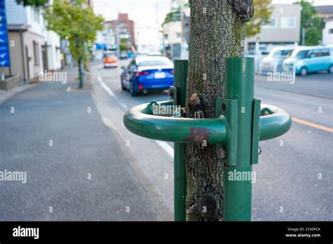 Tree Stakes Metal Bracket Straightening Support Stock Photo Alamy
