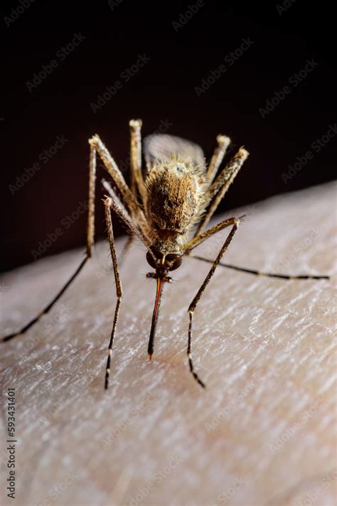 Dangerous Zika Infected Mosquito Skin Bite Leishmaniasis Encephalitis