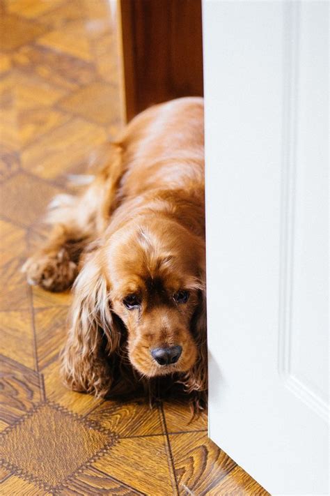 Cocker Spaniel Scared Dog Images Pet Hacks Pet Care Instructions