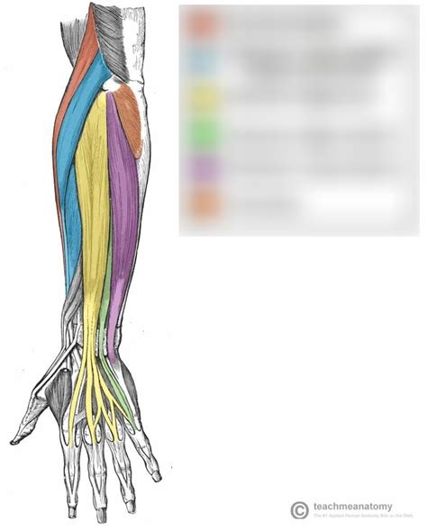 Posterior Forearm Superficial Diagram Quizlet