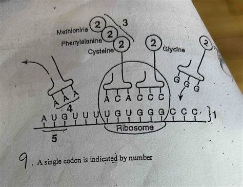 Solved A Single Codon Is Indicated By Number Others