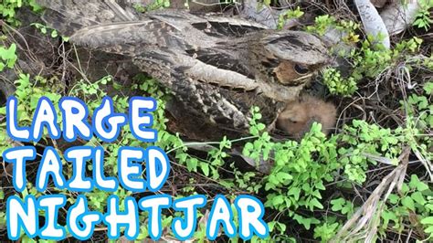 The Large Tailed Nightjar On The Ground With A Nest And Two Chicks นก
