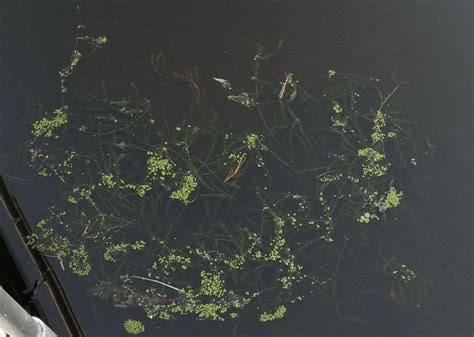 Triploid Grass Carp Farm Central Florida · Lake And Pond Remediation