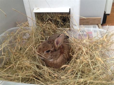 How To Litter Train Your Rabbit My House Rabbit