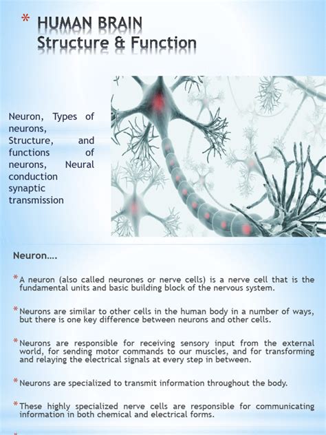 Unit 3 Neuron Structure And Function Pdf Chemical Synapse Synapse