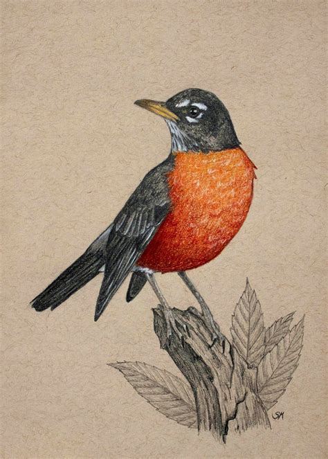 American Robin American Robin Bird Drawing Robin Bird Art Robin Red