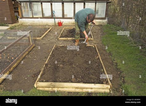 Gardener Digging Over Vegetable Plot In Small Raised Beds In Urban