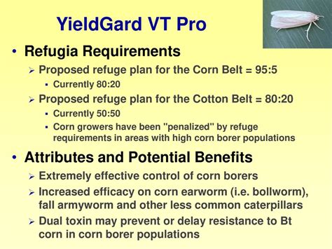 Stacked Bt Corn Efficacy And Potential Implications For Bollworm
