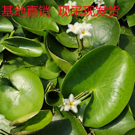 一叶莲水培植物迷你花卉带花苞四季开花水生鱼缸绿植心型庭院客厅 虎窝淘