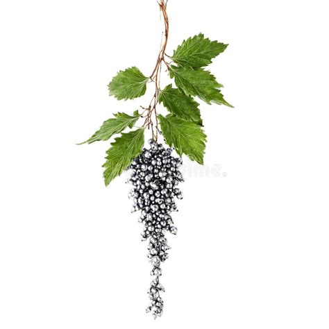 Silverberry with Silver Berries and Scaly Leaves Suspended in Air Food ...