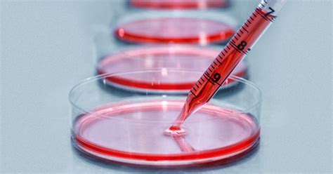 Maximizing Quality And Potency Of Cell Culture Media Stoic Bio
