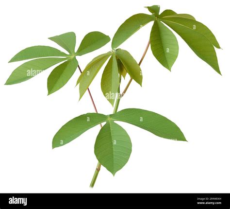 Cassava Or Manihot Plant Foliage Manihot Esculenta Aka Manioc Yuca