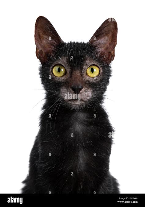 Head Shot Of Sweet Young Adult Lykoi Cat Kitten Sitting Front View