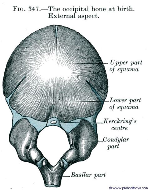 Occipital Bone Basilar Part