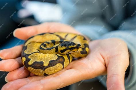 Premium Photo Ball Python On The Hand