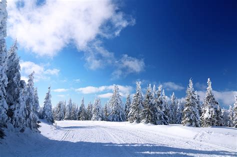 숲 산 겨울 Pixabay의 무료 사진