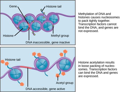 Eukaryotic Epigenetic Gene Regulation Biology For Majors I
