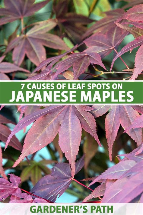 Japanese Maple Tree Diseases Buy Acer Palmatum Wetumpka Red Japanese