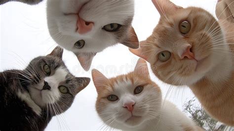 Playful Group Of Five Cats Looking With Curious And Happy Expressions
