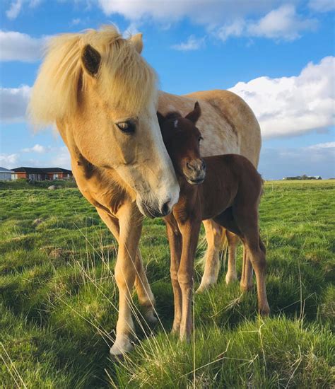 The Story Of My First Foal Exploring Iceland Tour Operator