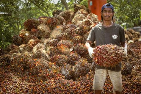 Kaltim Miliki 99 Pabrik Pengolahan Kelapa Sawit ANTARA News