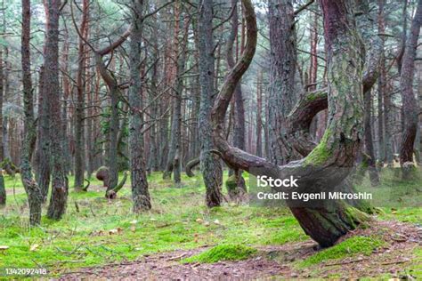 Hutan Pinus Dengan Batang Melengkung Berbagai Bentuk Hutan Menari Di