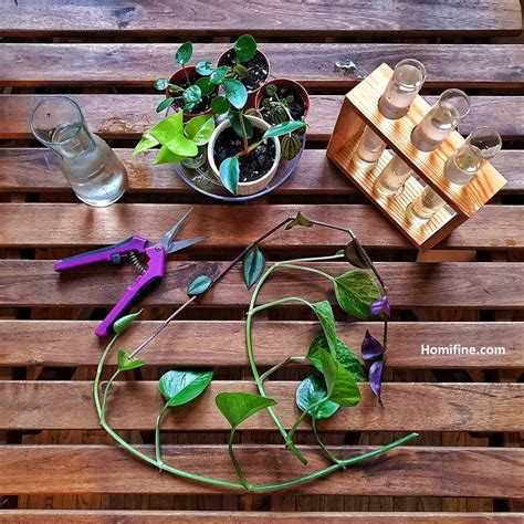 Tips For Pruning Pothos To Encourage Increased Growth ~