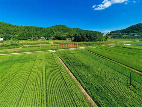 “粮田”升级变“良田” 高标准农田建设实现全程机械化 川观新闻