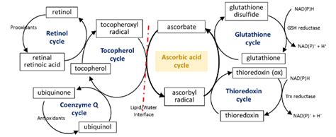 Scheme Of The Interaction Of Ascorbic Acid With Glutathione Gsh