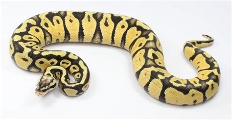 Super Pastel Ball Python Ball Python Python Ball