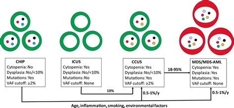 Clonal Cytopenias The Features Of Chip Icus Ccus And Mdsmds‐aml Download Scientific