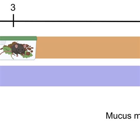Experimental Setup 35 Male Mice Were Either Born In A Farmyard Type
