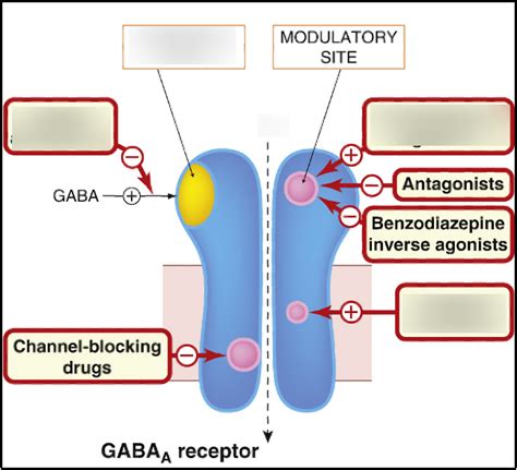 Diagram Of Gaba Receptor Quizlet