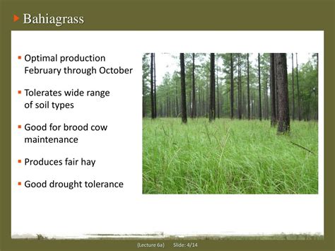 Ppt Module 6 Forage Selection Powerpoint Presentation Free Download