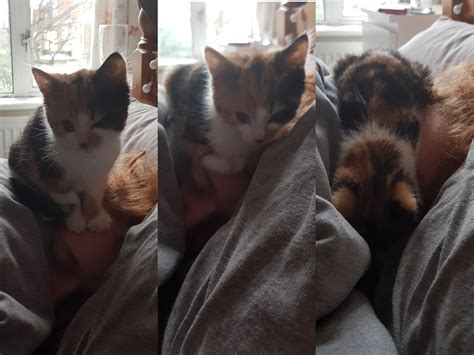 Human Pls Wake Up Pls Zzzzzzzzzz Rcats