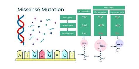 Difference Between Missense And Nonsense Mutation Geeksforgeeks