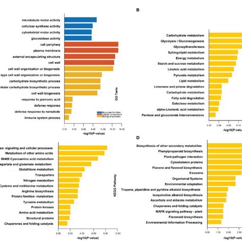 Go And Kegg Analyses Of Degs In Comparison Groups Zh11 7d Vs Zh11 Ck Download Scientific