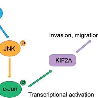 HPV16 E6E7 Up Regulates KIF2A Expression MRNA A And Protein B