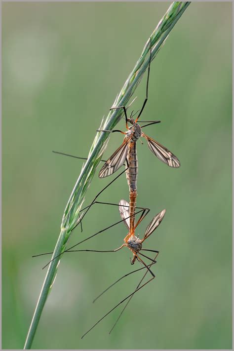 Wiesenschnake Tipula paludosa Forum für Naturfotografen