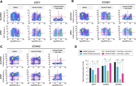 Rapid Adaptation To Cdk2 Inhibition Exposes Intrinsic Cell Cycle