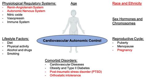 Sex Differences In Cardiovascular Autonomic Control Introduction To The Special Issue Pmc