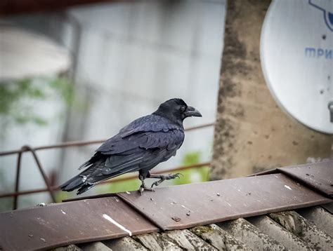Ворон | Corvus corax | Елена G | Flickr