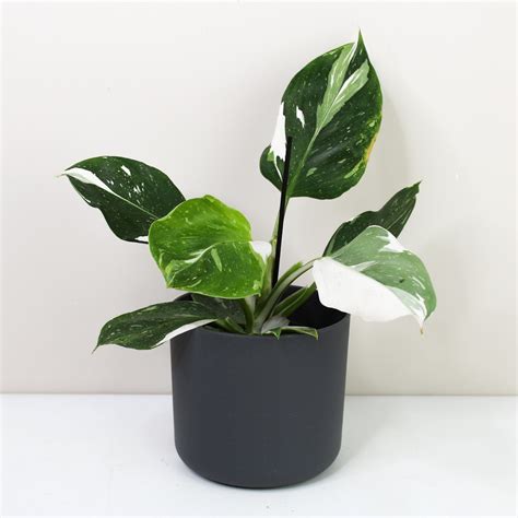 Philodendron White Wizard