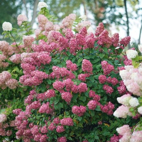 Firelight Hydrangea Tree Flowering Trees Settlemyre Nursery
