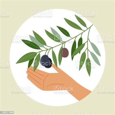 손과 올리브 가지 수확 잘 익은 올리브 가지는 흰색 배경에 고립 서클 로고 건강한 식생활에 대한 스톡 벡터 아트 및 기타 이미지
