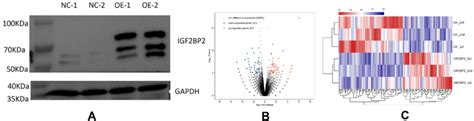 the analysis of differentially expressed genes a western blot